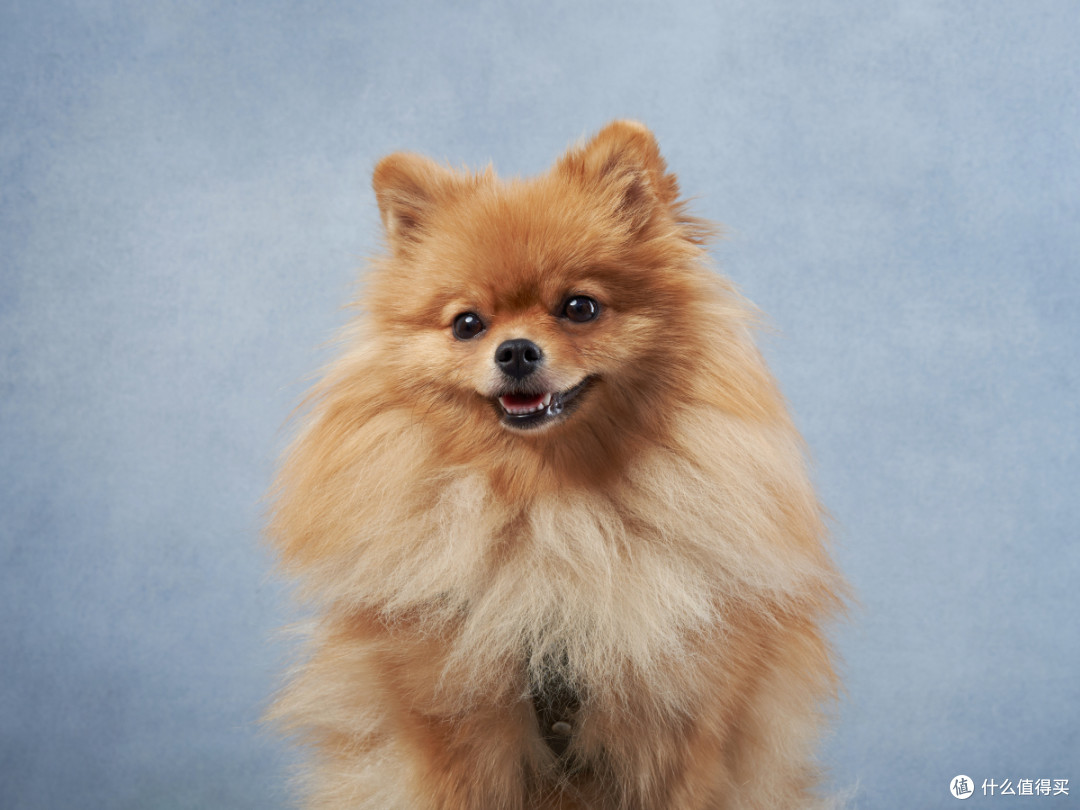 适合家养的23种可爱小型犬｜你在小区里见过几种？_狗粮_什么值得买